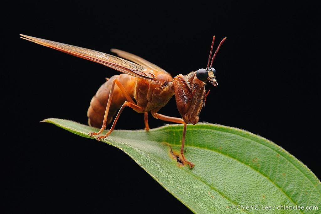 Tuberonotha from Unnamed Rd,, Lahad Datu, Sabah, Malaysia on August 10 ...