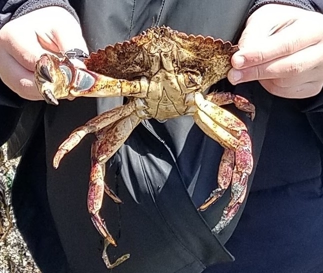 Red Rock Crab from Alki, Seattle, WA 98116, USA on May 18, 2022 at 12: ...