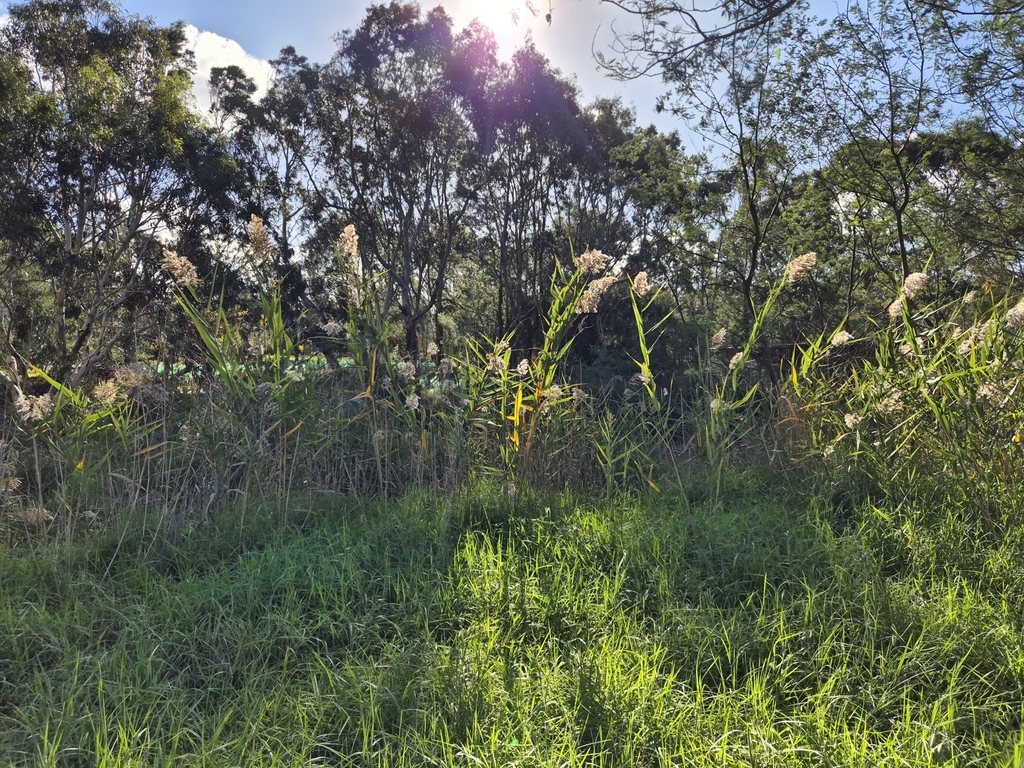 common reed from Highton VIC 3216, Australia on May 6, 2025 at 02:36 PM ...
