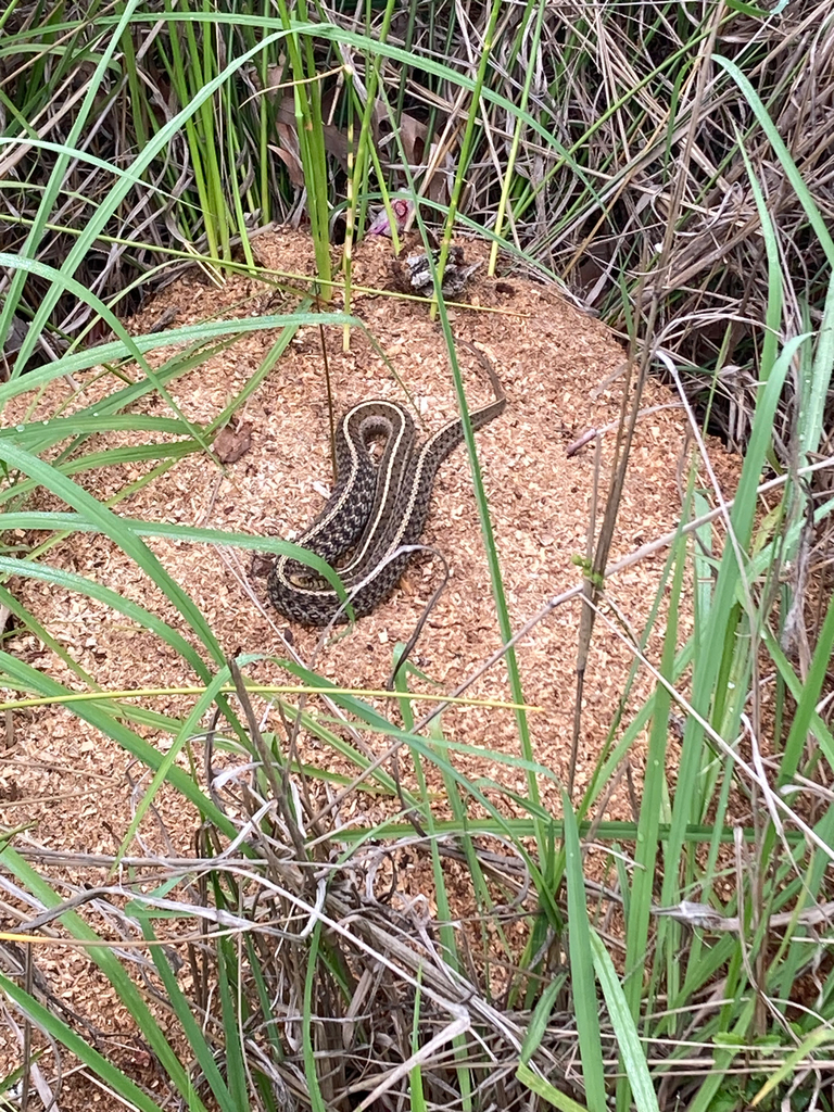 Common Garter Snake from Dixie Plantation Rd, Hollywood, SC, US on May ...