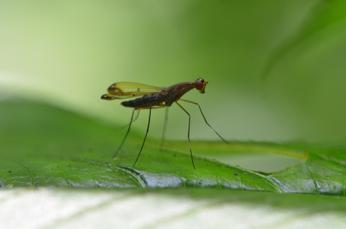 Family Nothybidae · iNaturalist