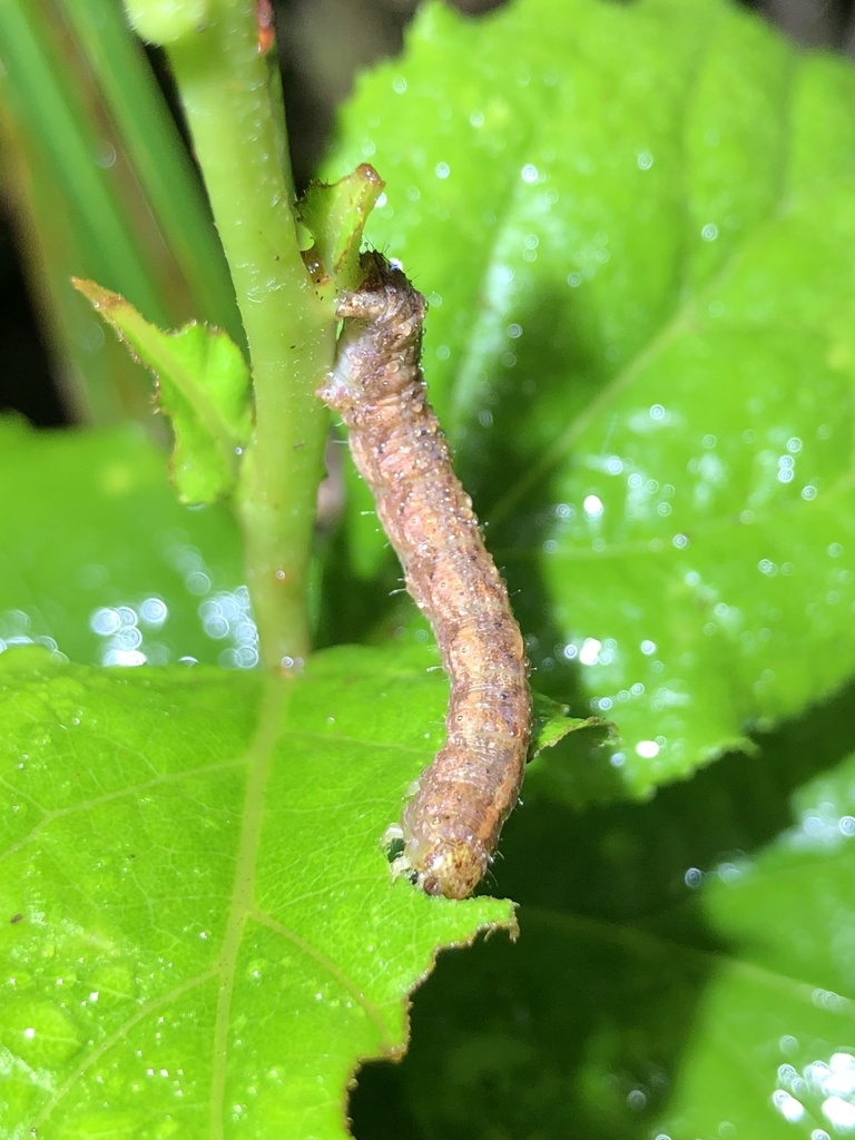 Scotorythra in April 2025 by Adrian Burke · iNaturalist