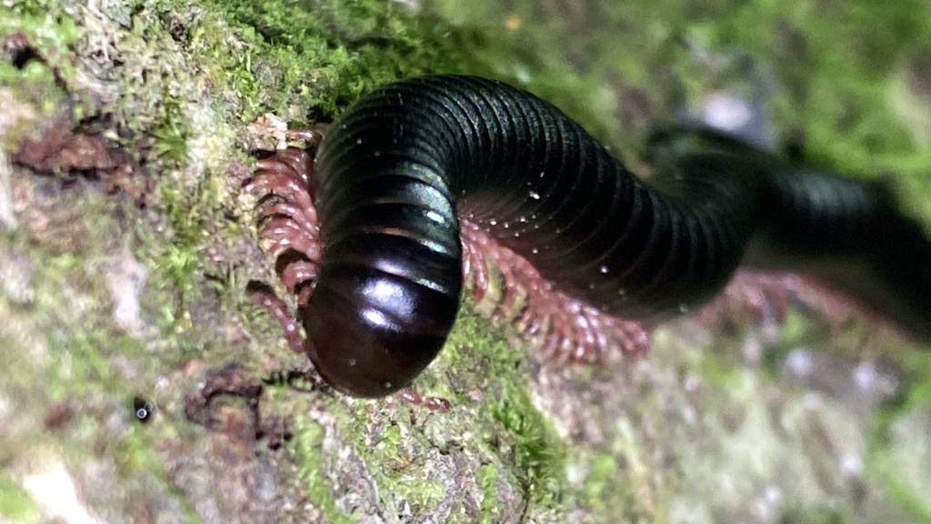 Round-backed Millipedes from Parque Natural Chicaque, San Antonio ...