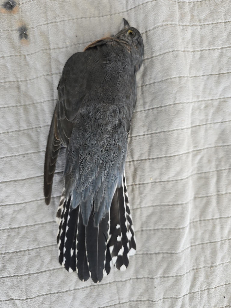 Fan-tailed Cuckoo from Berowra Heights NSW 2082, Australia on May 07 ...