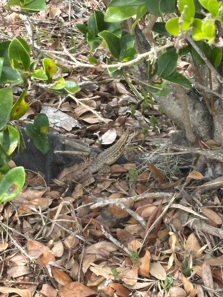 Northern Curly-tailed Lizard from SR-50 W, Groveland, FL, US on May 6 ...