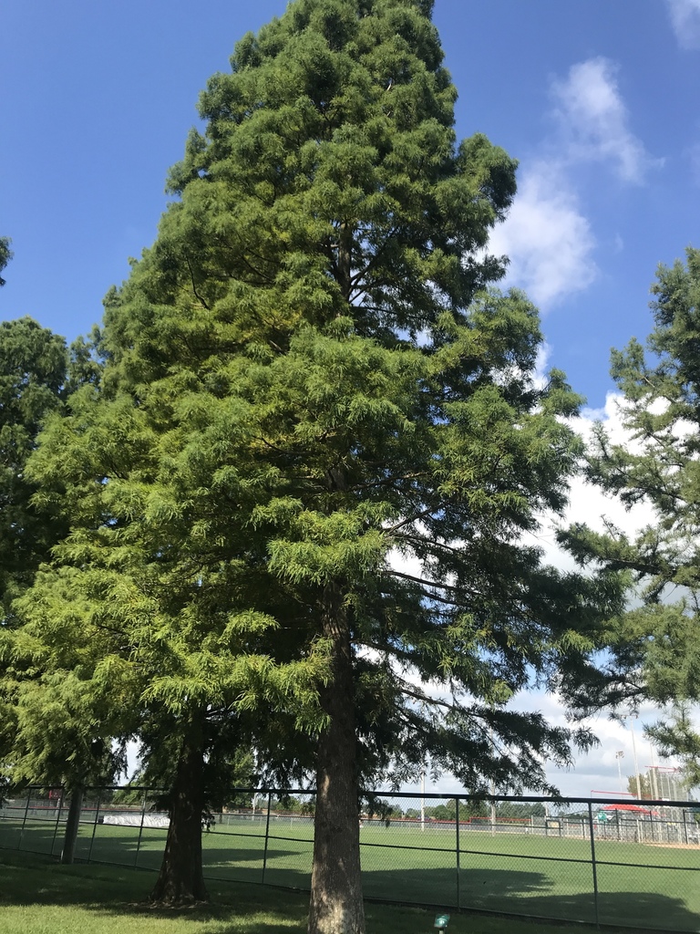 baldcypress from Owensboro, KY, US on September 2, 2019 at 10:07 AM by ...