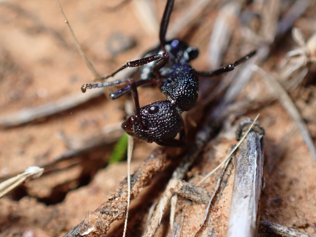 Pony Ants in May 2025 by chipdizzle1 · iNaturalist