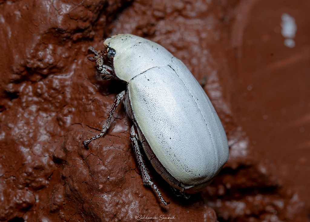 Cyphochilus rohingyae in April 2025 by Sakkarin Sansuk · iNaturalist
