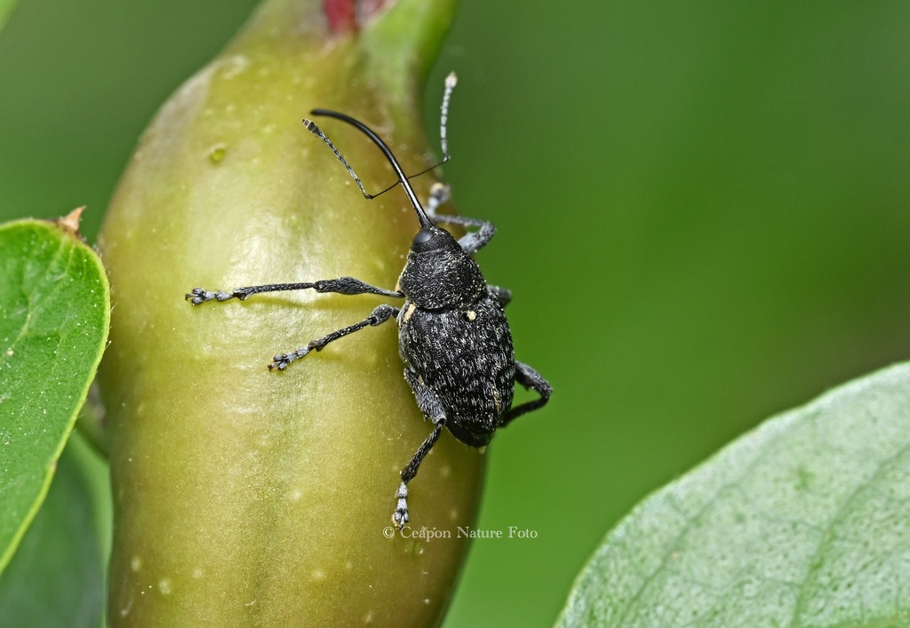 Curculio distinguendus from 烟台昆嵛山国家森林公园, 烟台市, 山东省, CN on May 7, 2025 at ...