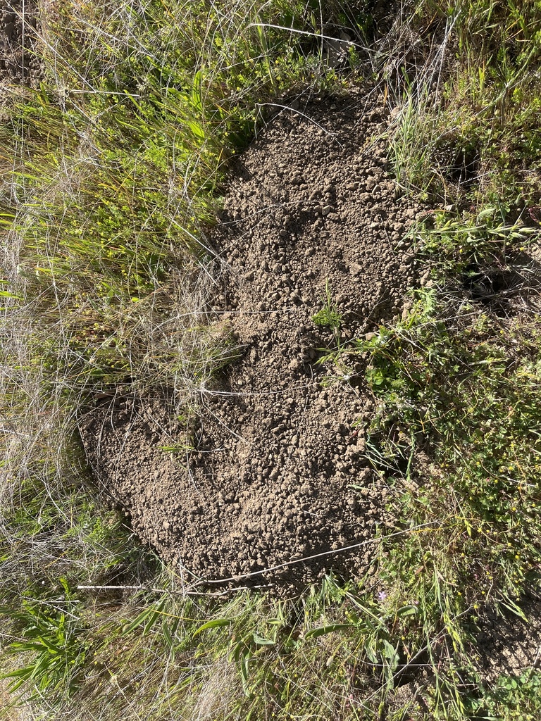 Beavers, Pocket Gophers, and Allies from Rich Guadagno Memorial Trail ...