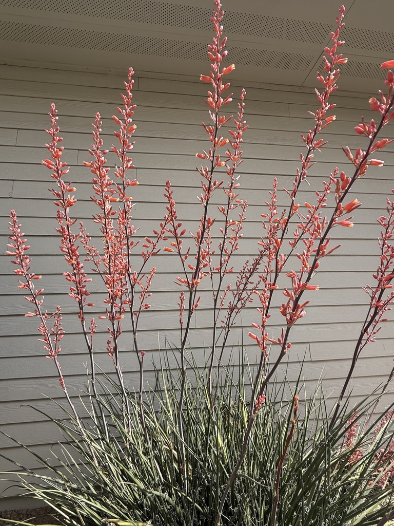 red yucca from W Dobbins Rd, Phoenix, AZ, US on May 7, 2025 at 09:34 AM ...