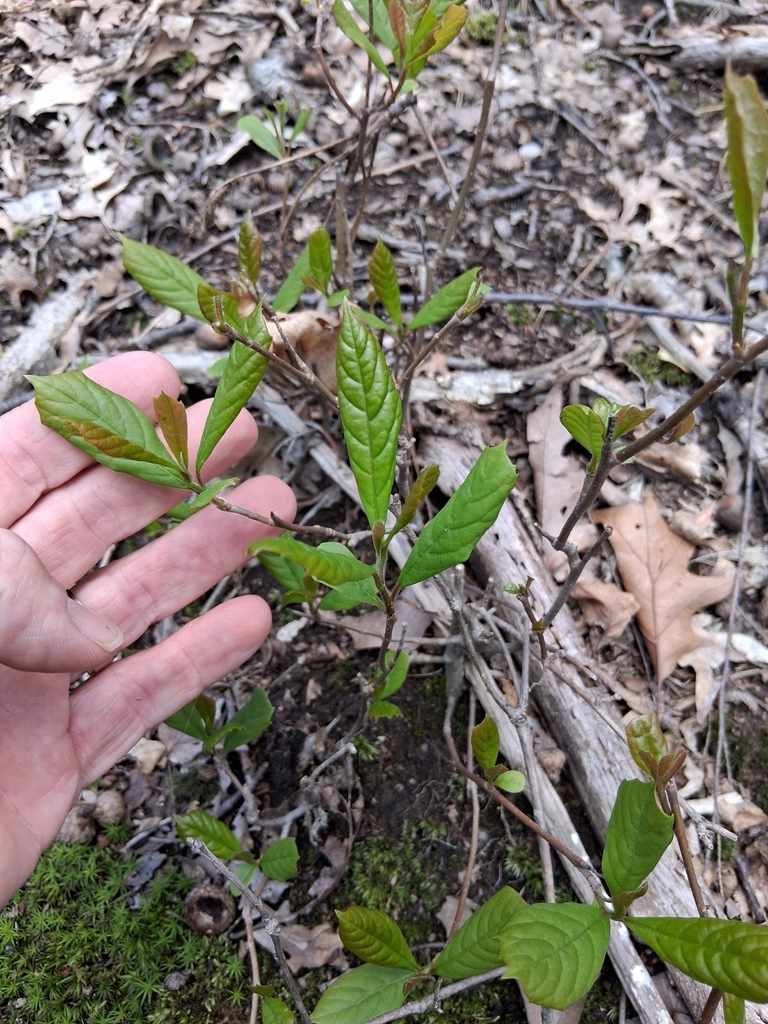 Black Tupelo from Strongsville, OH 44149, USA on May 7, 2025 at 01:23 ...