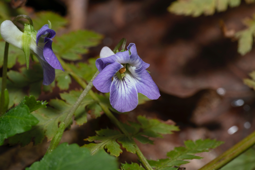 Great-spurred Violet in April 2025 by Mark Horton-Sacha. Acaulescent ...