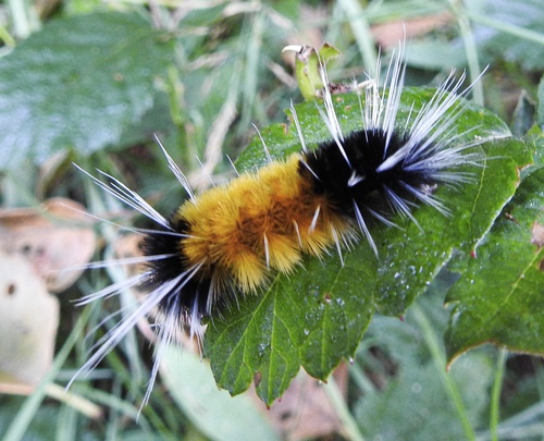 Observations by shaymas_macamus · iNaturalist