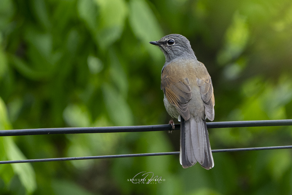Brown-backed Solitaire from 67338 San Isidro, N.L., México on April 26 ...