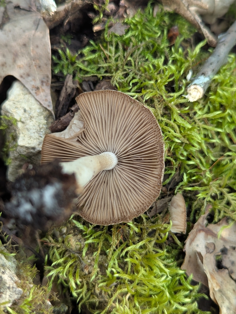 Entoloma vernum from Chewton, PA 16157, USA on May 7, 2025 at 05:58 PM ...