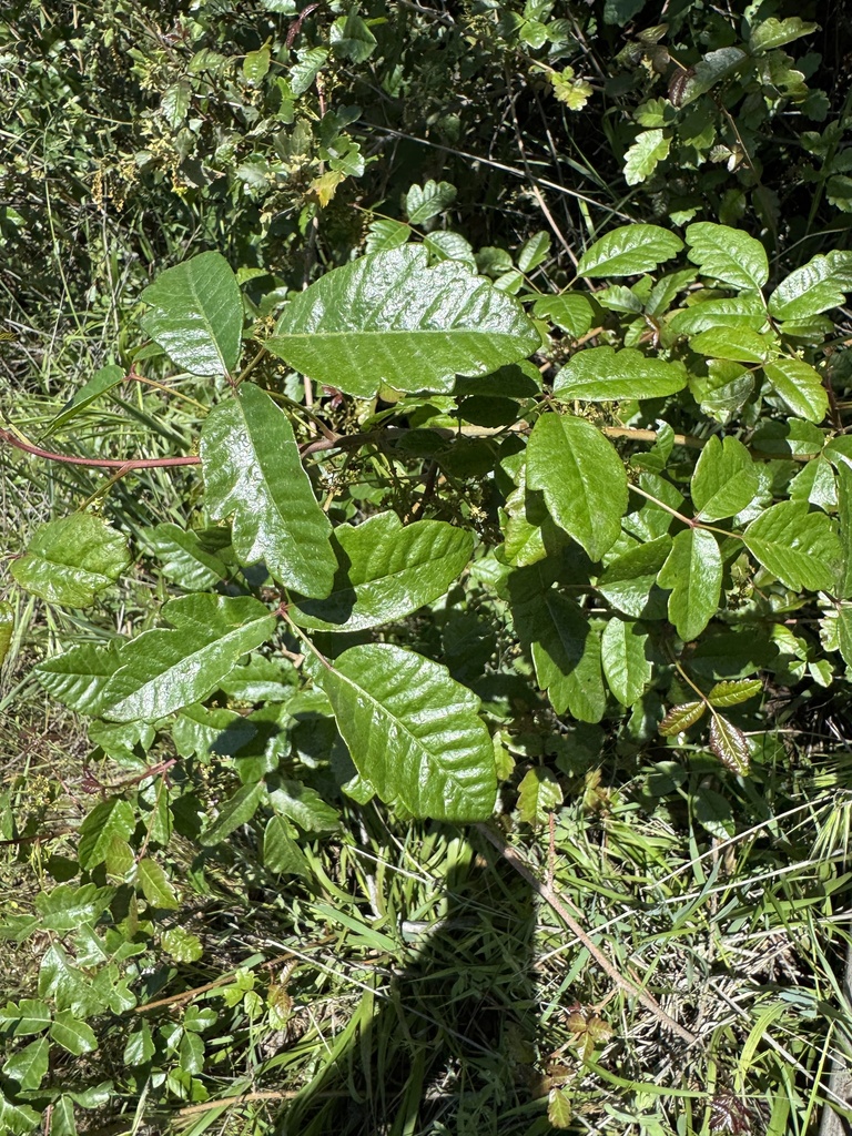 Pacific poison oak from San Gabriel Mountains National Monument, Azusa ...