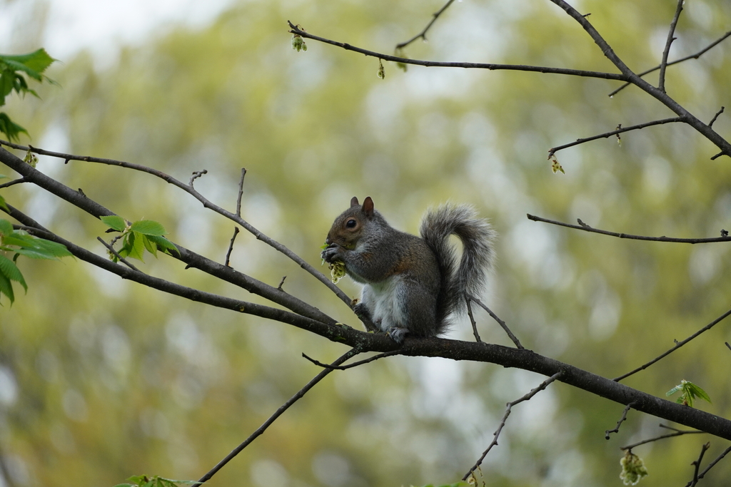 Eastern Gray Squirrel from Newton Highlands, Newton, MA, USA on May 7 ...