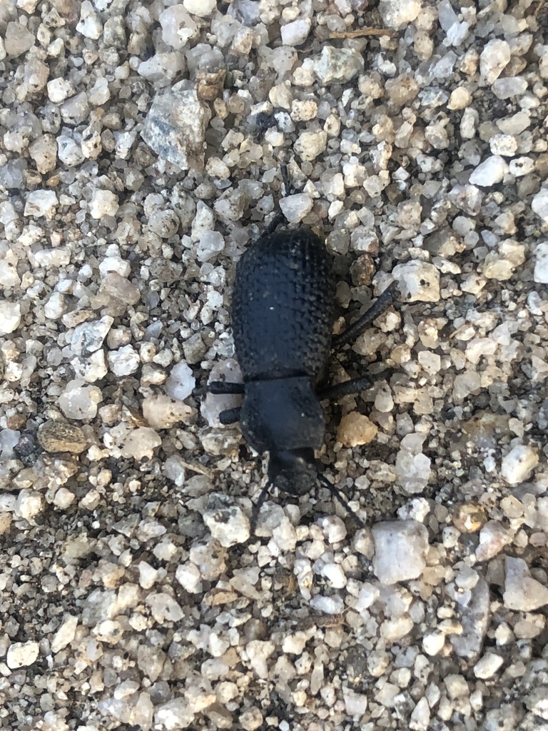 Cryptoglossa variolosa from Hermosillo, SON, MX on September 1, 2019 at ...