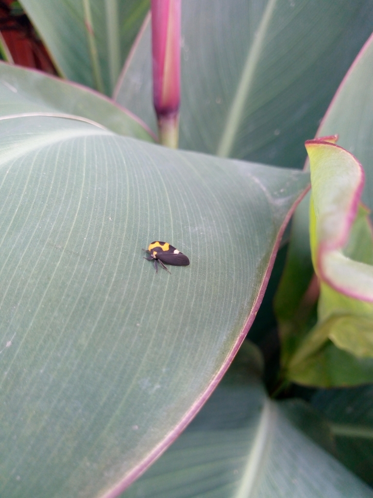 Mexican Treehopper from Copilco Universidad, 04360 Ciudad de México ...