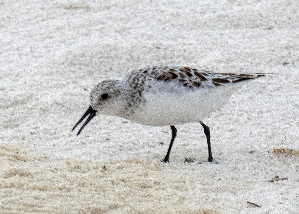 Sanderling from West End Beach, Dauphin Island, AL, USA on May 07, 2025 ...