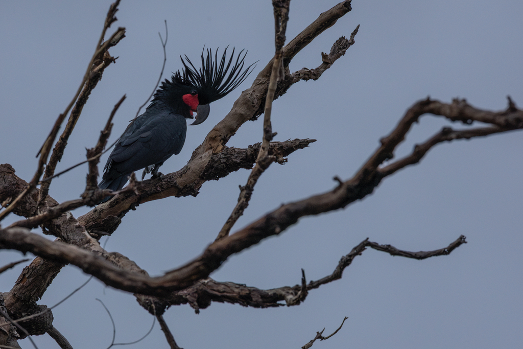 Palm Cockatoo from Portland Roads Rd, Iron Range, QLD, AU on May 1 ...