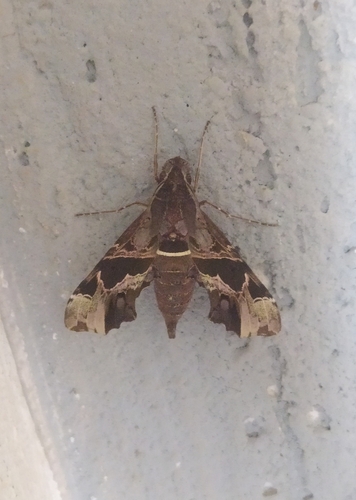 Subspecies Unzela japix japix · iNaturalist