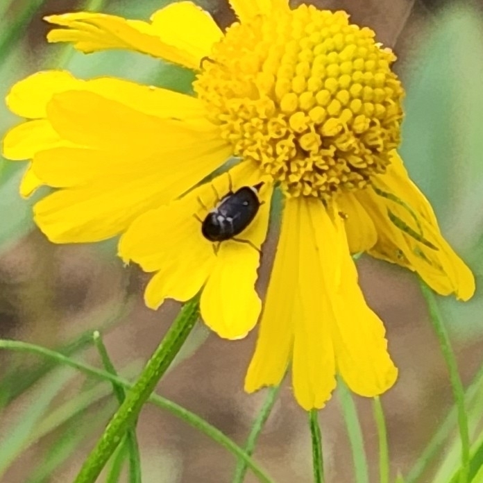 Tumbling Ragdoll from Smithville, TX 78957, USA on May 8, 2025 at 09:17 ...