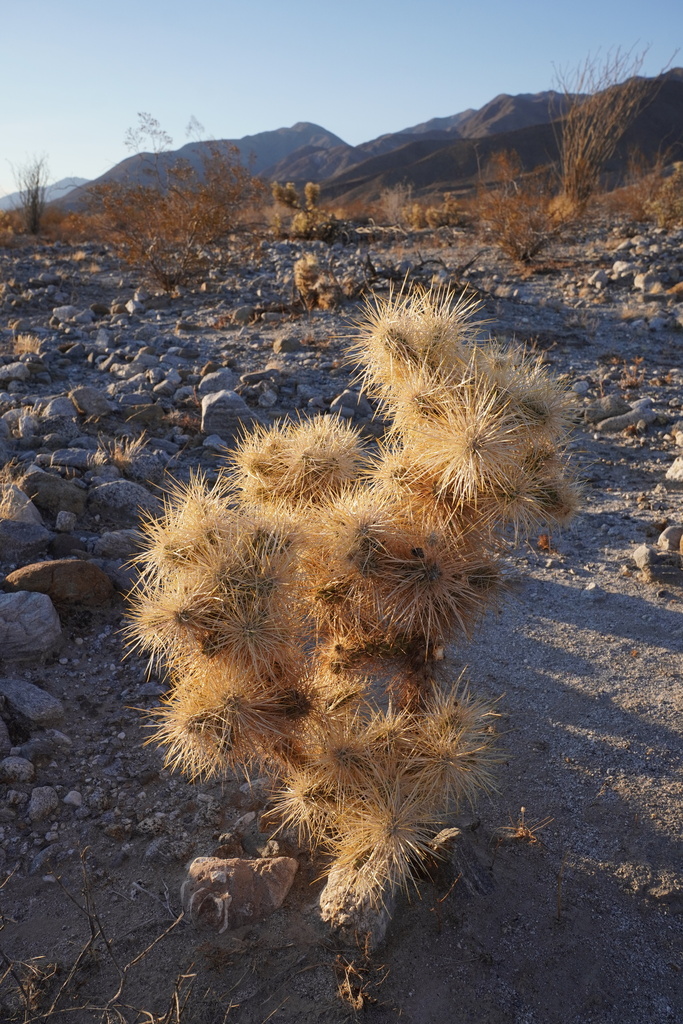 Silver Cholla from San Diego County, CA, USA on May 7, 2025 at 06:46 PM ...