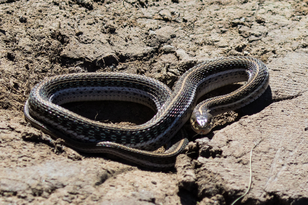 Mexican Garter Snake in September 2016 by BJ Stacey. Gila County ...