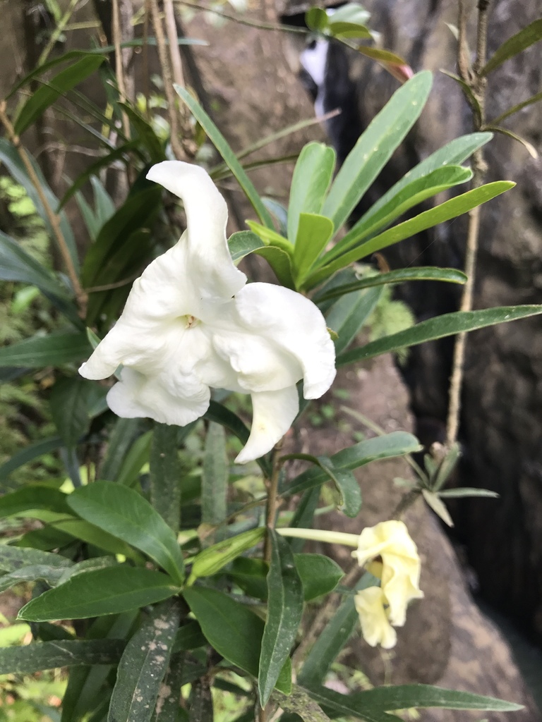 Puerto Rican raintree in September 2019 by Amelia Merced · iNaturalist