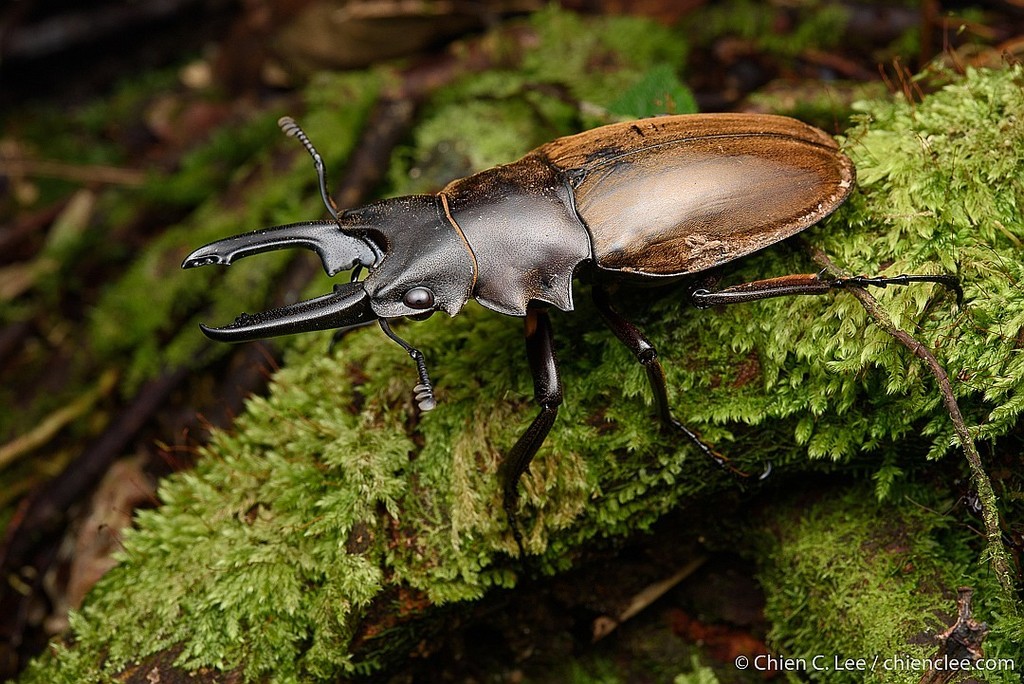 Odontolabis dalmani from Sanggau, Kalimantan Barat, Indonesia on May 5 ...
