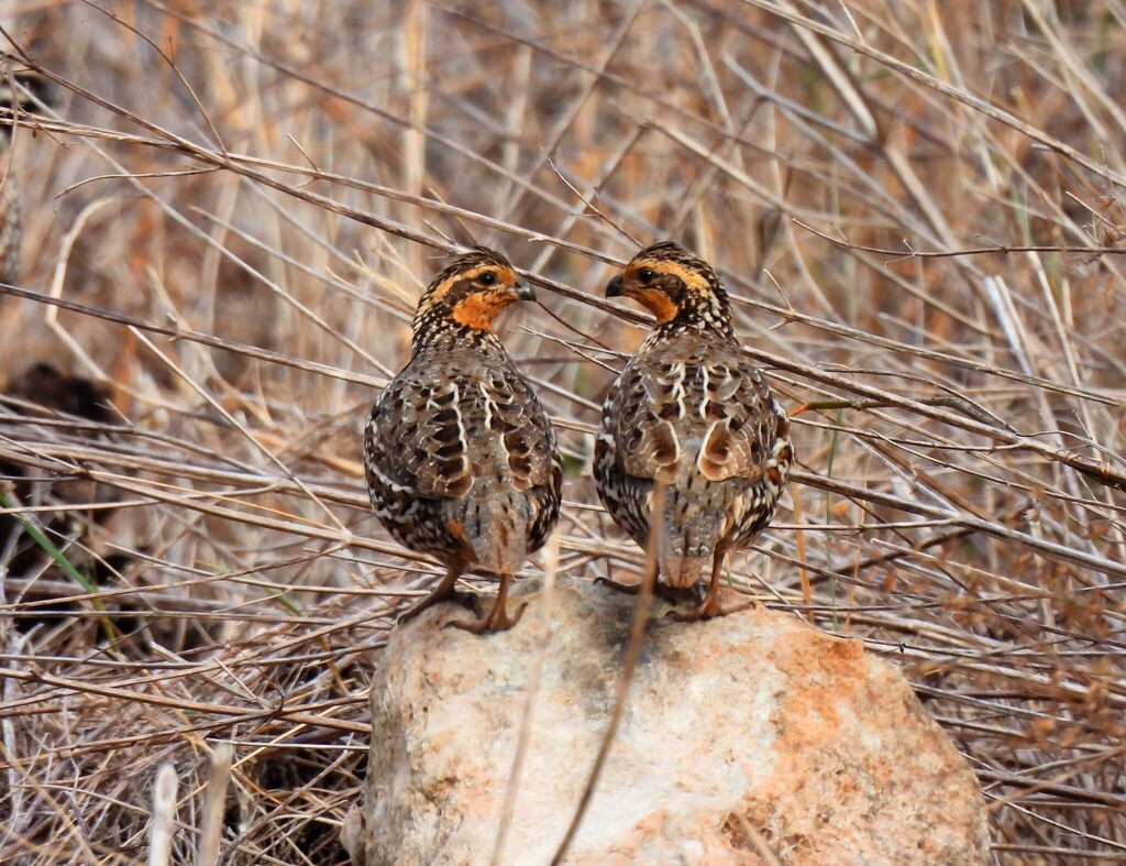 Black-throated Bobwhite from Mérida, Yuc., México on May 4, 2025 at 07: ...
