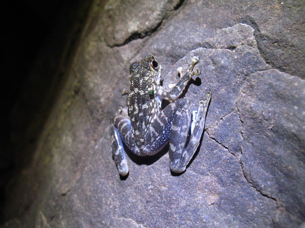 Sabah Splash Frog from Borneo on July 2, 2011 by Jeisson Figueroa Sandi ...