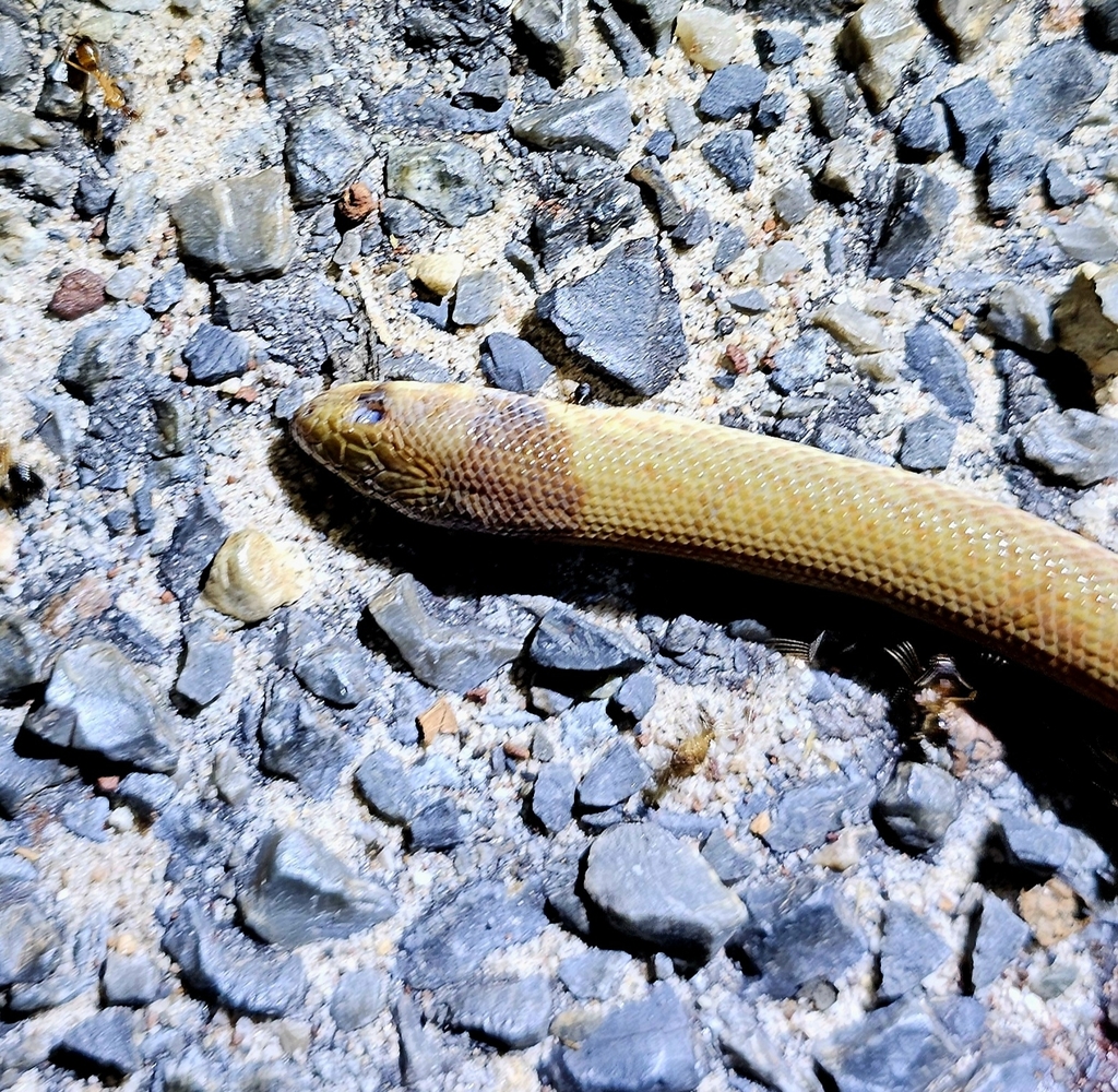 Northern Hooded Scaly-foot from Kakadu NT 0822, Australia on May 8 ...