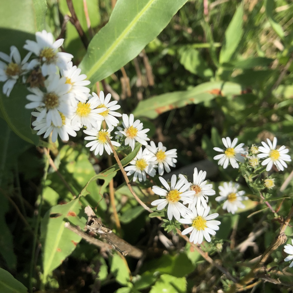 white heath aster from Newell County No. 4, AB, CA on September 2, 2019 ...