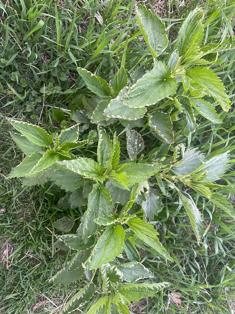 nettles from Stinson Blvd, St. Anthony, MN, US on May 08, 2025 at 08:17 ...