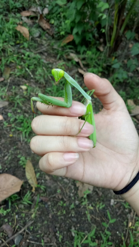 Giant Asian Mantises from Poblacion, Bukidnon, Philippines on September ...