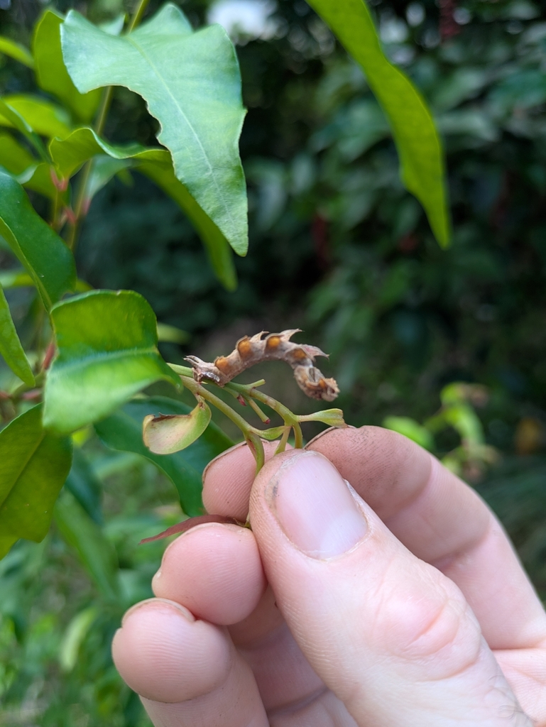Eucyclodes from Holland Park West QLD, Australia on May 9, 2025 at 04: ...