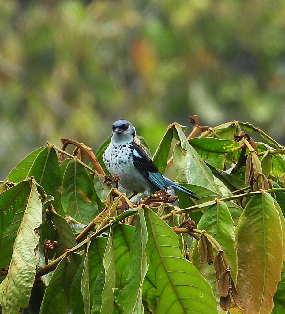 Azure-rumped Tanager from Volcán Tacaná, 30897 Chis., México on April ...