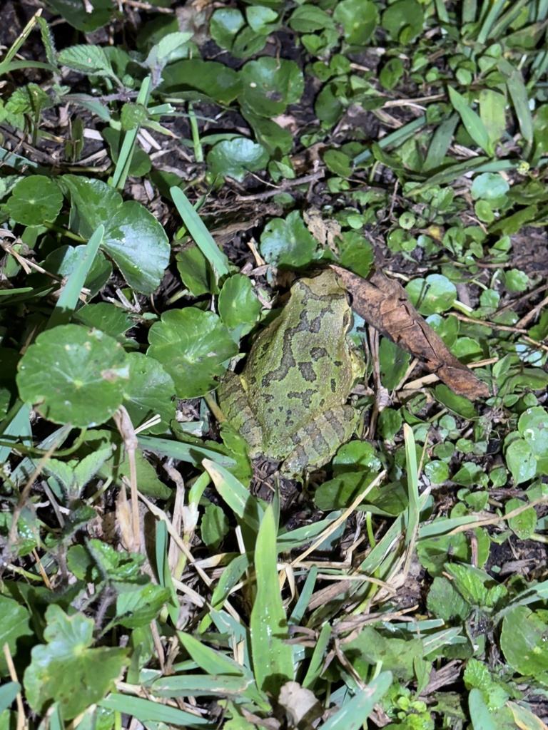 Porthole tree frog from Zihuateutla, Pue., MX on March 23, 2025 at 10:01 PM by Samara Perez ...