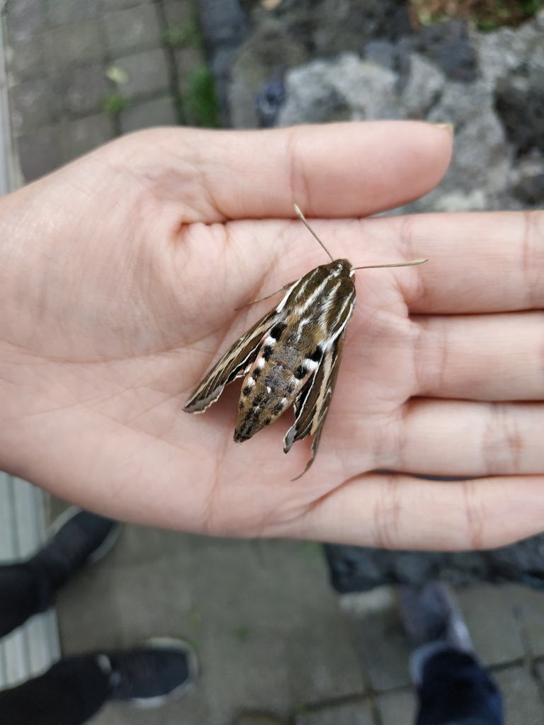 White-lined Sphinx from 14400 Ciudad de México, CDMX, México on ...