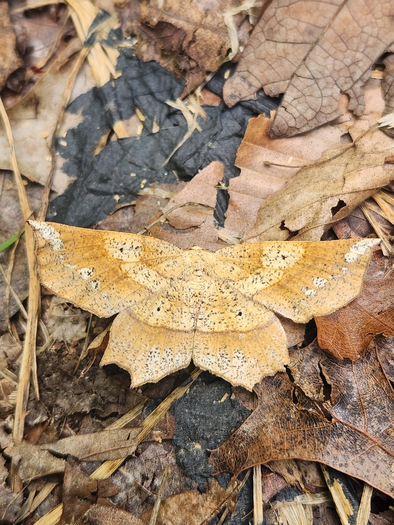 Deep Yellow Euchlaena Moth from Sale Creek, TN, USA on May 9, 2025 at ...
