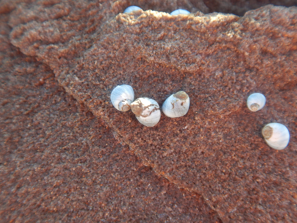 Little Blue Periwinkle from Merimbula Bay, Eden, NSW, AU on May 9, 2025 ...