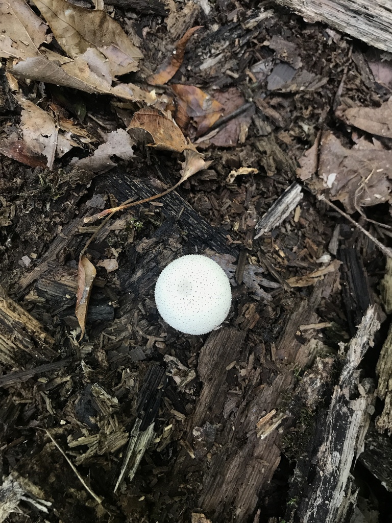 common puffball from Gettysburg National Military Park, Gettysburg, PA ...