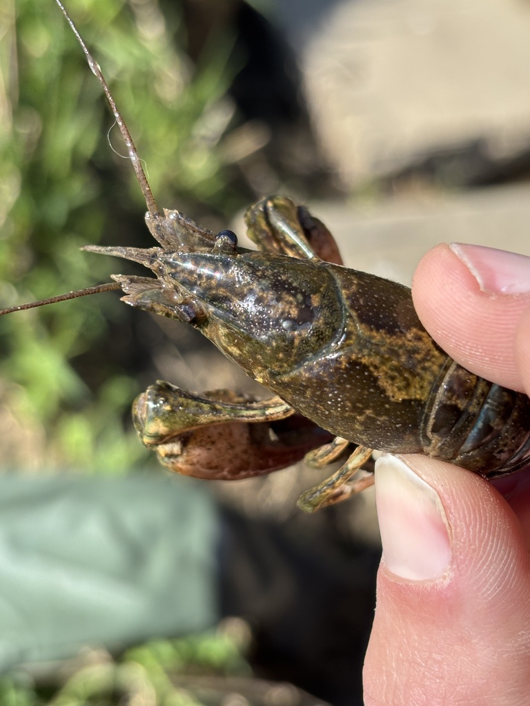 Calico Crayfish in May 2025 by Tristan Knight · iNaturalist