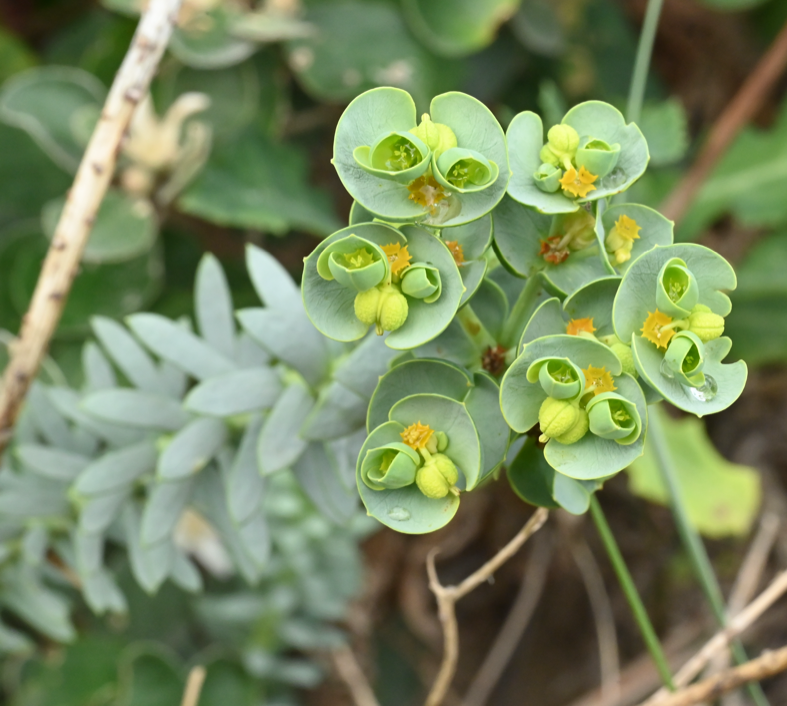 Sea Spurge from Wilsons Promontory VIC 3960, Australia on May 1, 2025 ...