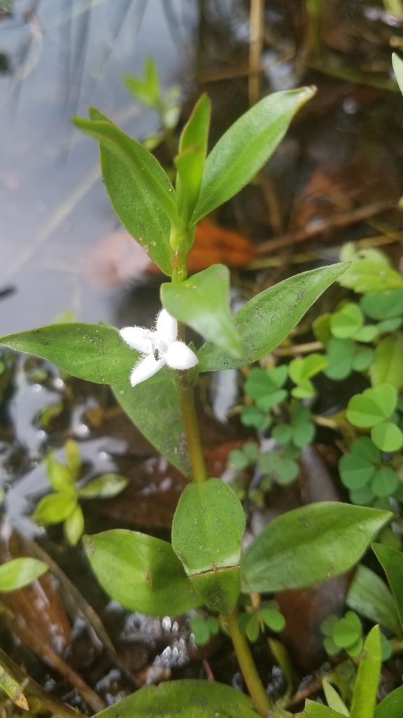 buttonweed from Tampa, FL 33647, USA on September 3, 2019 at 02:13 PM ...