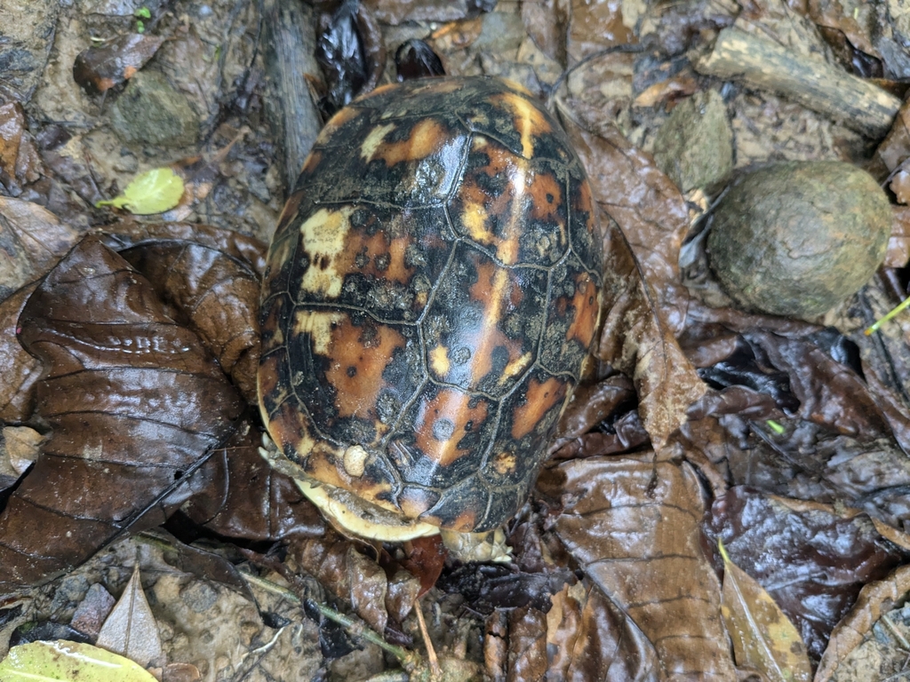 Ryukyu Yellow-margined Box Turtle in May 2025 by Robert Masaki Hechler ...