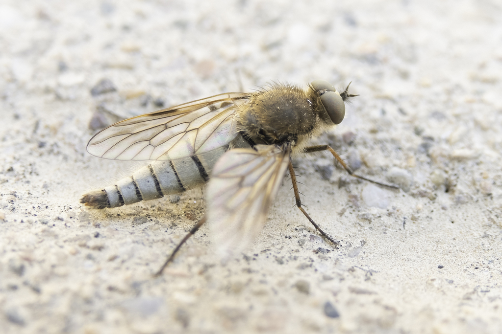Therevini from 中国甘肃省兰州市榆中县 on May 10, 2025 at 09:49 AM by 冰鸟 · iNaturalist